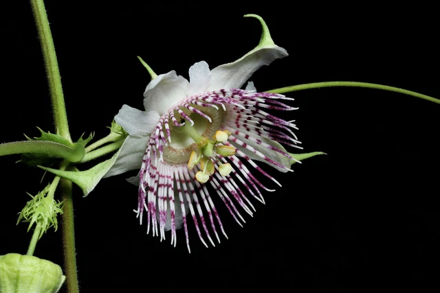 10 PASSIFLORA ADENOPODA seeds, passion flower, passion fruit ...