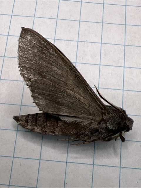 SPHINGIDAE LAPARA BOMBYCOIDES? WOW!! SPH 060 2025 MB, Canada $6.99 ...