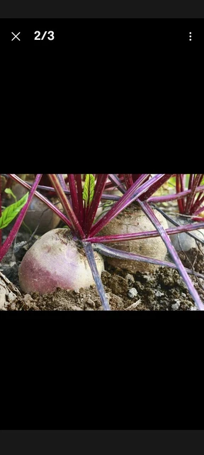 GRAINES DE BETTERAVE Noire d'Egypte Méthode BIO seed légume potager ...