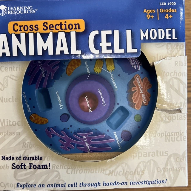 LEARNING RESOURCES CROSS-SECTION animal And plant cell foam models NWT £24.47 - PicClick UK