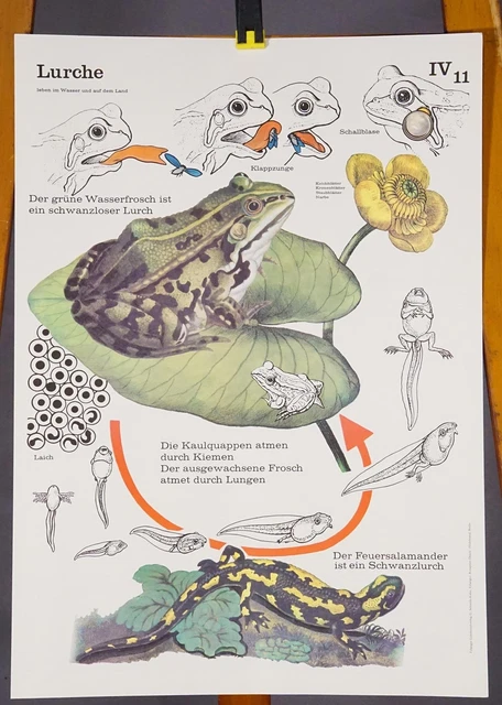 POSTER LEHRTAFEL PLAKAT Wandkarte Amphibien Lurche Wasserfrosch ...