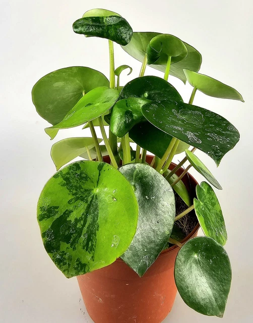 PILEA PEPEROMIOIDES AUREA Variegata Mehrere Pflanze im Topf EUR 76,90 ...