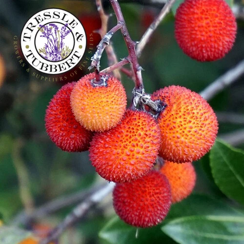 RARE MYRICA RUBRA Fruit Tree 3 seeds UK Seller £6.99 - PicClick UK