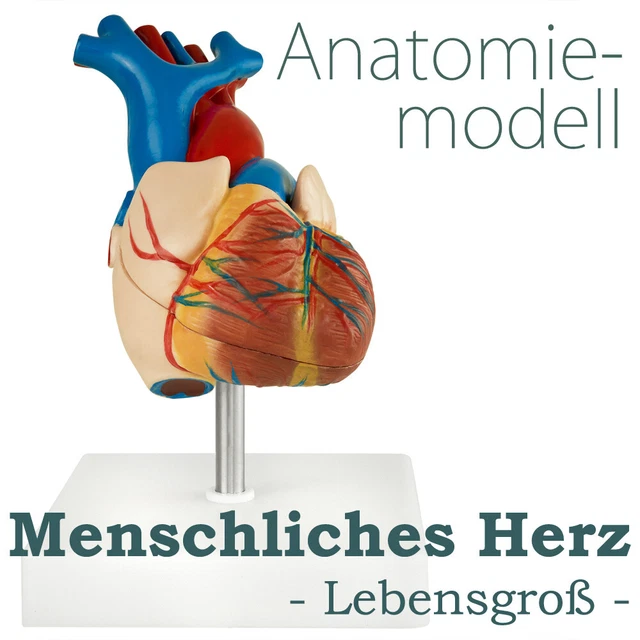 MODÈLE D'ANATOMIE CŒUR d'homme Corps Humain Anatomique Taille Réelle ...