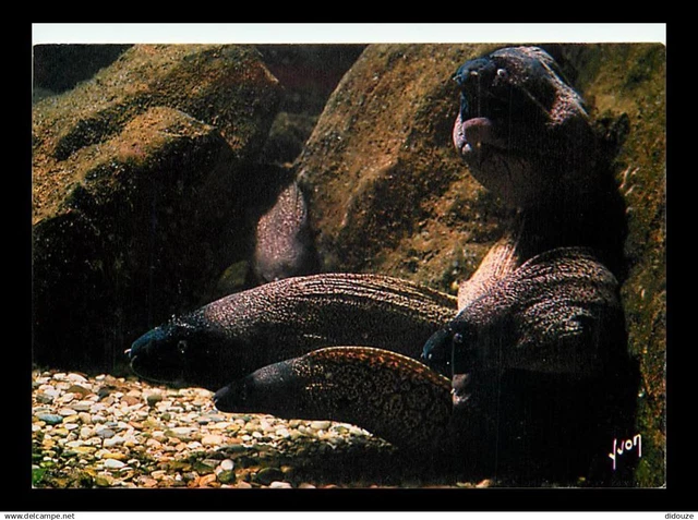 ANIMAUX - POISSONS - Musée Océanographique de Monaco - 12 99 5869 ...