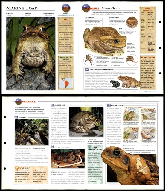 MARINE TOAD #35 Reptiles - Wildlife Explorer Fold-Out Card £2.49 ...