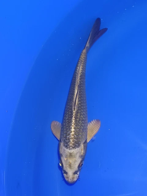 JAPANESE KOI CARP, HQ Matsuba 20cm, Marusaka Delivery Available!!!!! £ ...