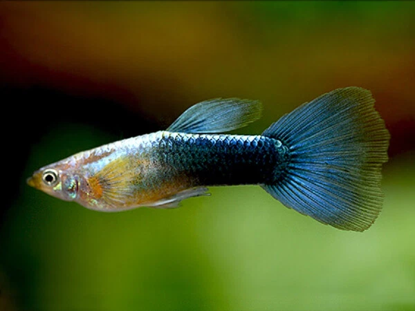 6 X BLUE Metallic Male Guppy Poecilia Reticulata 4cm £20.00 - PicClick UK