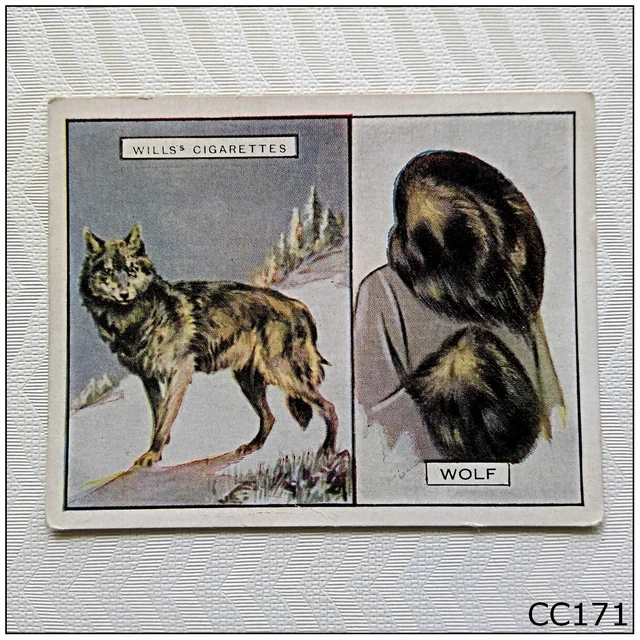 WILLS ANIMALS AND Their Furs #24 Wolf Cigarette Card $4.99 - PicClick AU