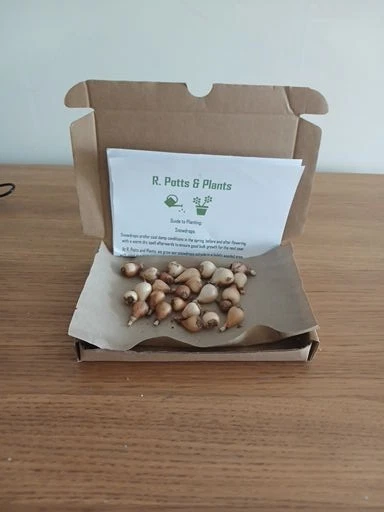ORGANIC GALANTHUS snowdrop bulbs X 25 🌱 ️ £8.65 - PicClick UK