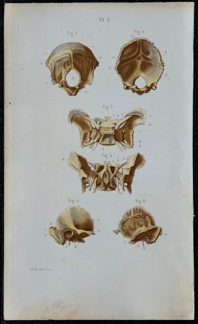 1852 - SURFBOARD Anatomie Osteologie: OS Occipital Sphenoid Temporal ...