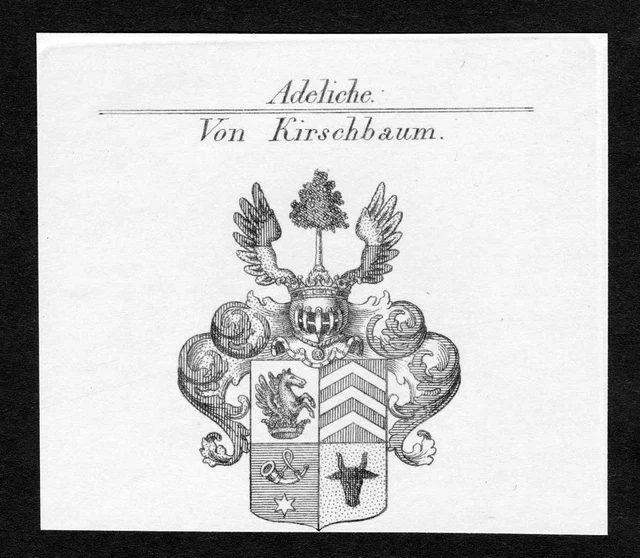 CILIEGIO KIRSCHENBAUM KIRSHENBAUM Stemma Cappotto Of Arms Incisione ...