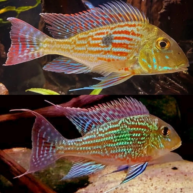 2X GEOPHAGUS SVENI Earth Eater Cichlid both around 6" £130.00 - PicClick UK