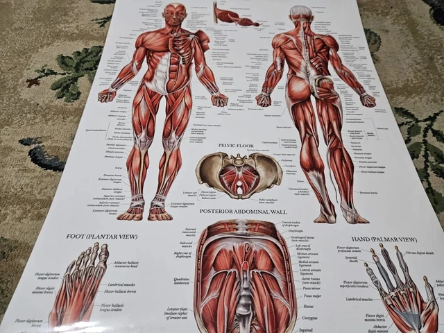 MUSCULAR & SKELETAL Wall Chart Poster SYSTEM Laminated Home School New ...