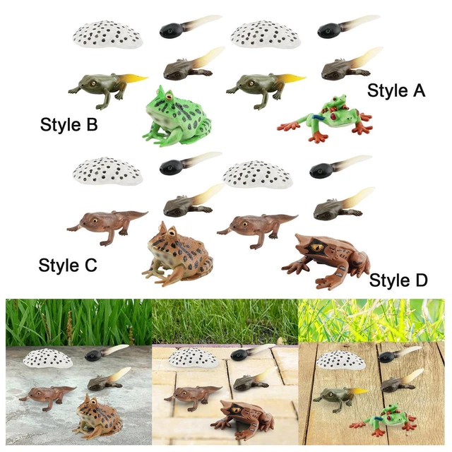 LIFE CYCLE FIGURINES 4 Stages of Frog Frogs Life Cycle Model for ...