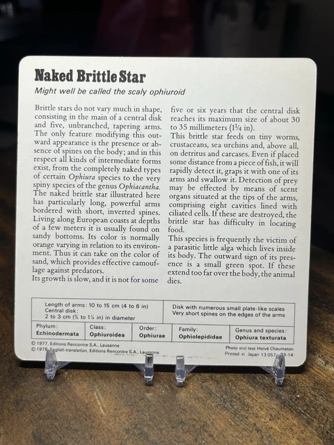NAKED BRITTLE STAR, 1977 Editions Recontre 4 3/4" x 4 3/4" Card £3.67 ...