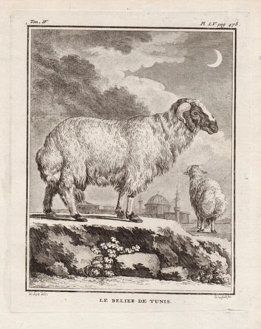 MOUTON BÉLIER TUNIS Gravure En Cuivre Buffon 1780 EUR 17,71 - PicClick FR