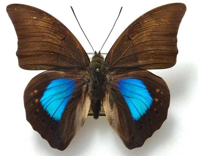 PREPONA ARCHAEOPREPONA NOREPPA Chromus Ochracea mâle Pérou loreto ...