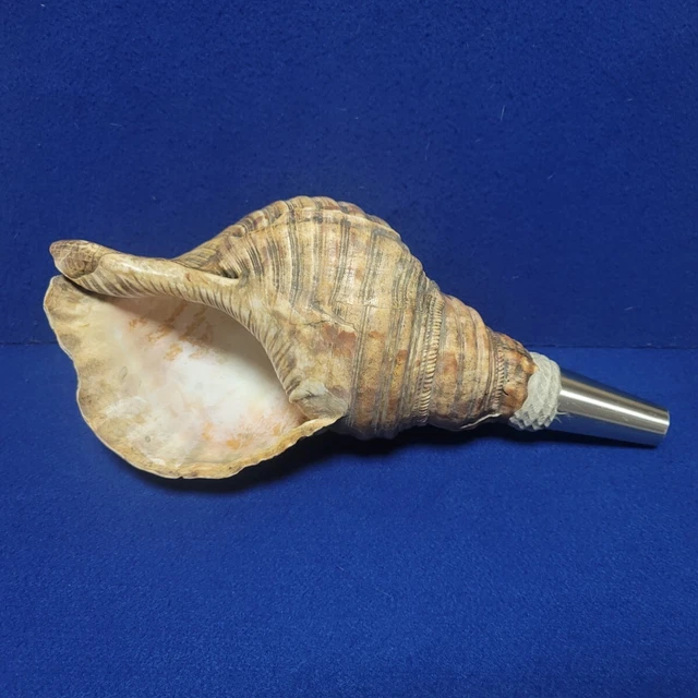 CONCH SHELL YAMABUSHI tool conch shell shell flute 38.5cm $477.74 ...