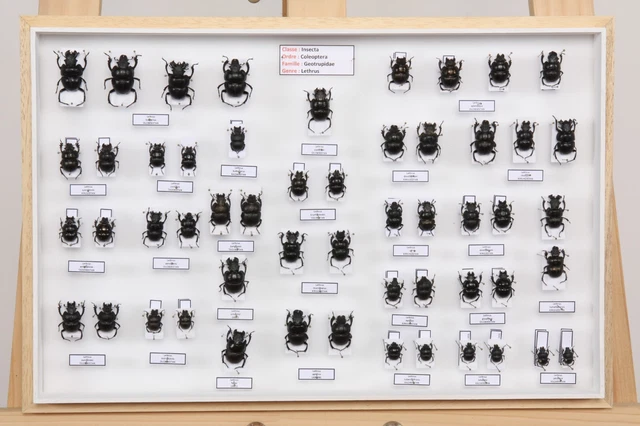 ENTOMOLOGIE COLLECTION MUSÉUM des insectes du monde Lot N° 53 : Lethrus ...