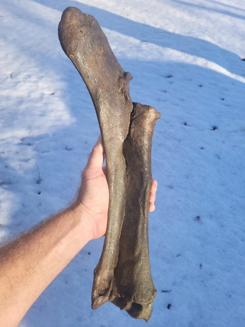 BISON RADIUS AND ulna bone sub fossil real buffalo bone $49.99 - PicClick