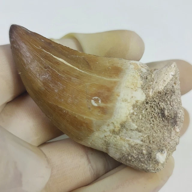 GENUINE MOSASAUR 'MARINE Dinosaur' Fossil Tooth Prehistoric MOSASAURUS ...