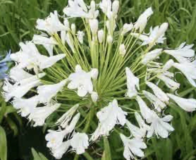 AGAPANTHUS DWARF: SNOW White : $35 Per Bulb : Free Postage EUR 23,87 ...