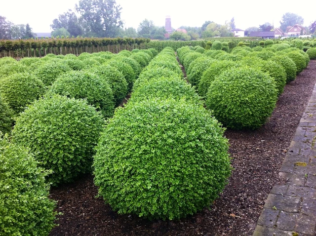VERSCHIEDENER BUCHSBAUM PFLANZEN im Topf Buxus Buchs Kegel Kugel Hecke ...