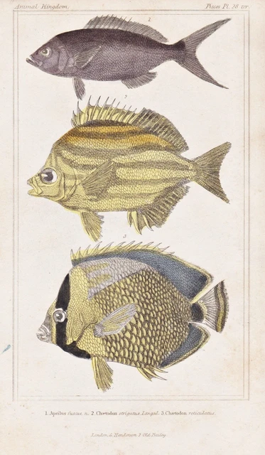 POISSON FISH AFRICAN Forktail Snapper Nagasakifisch M. Stripey Litho ...