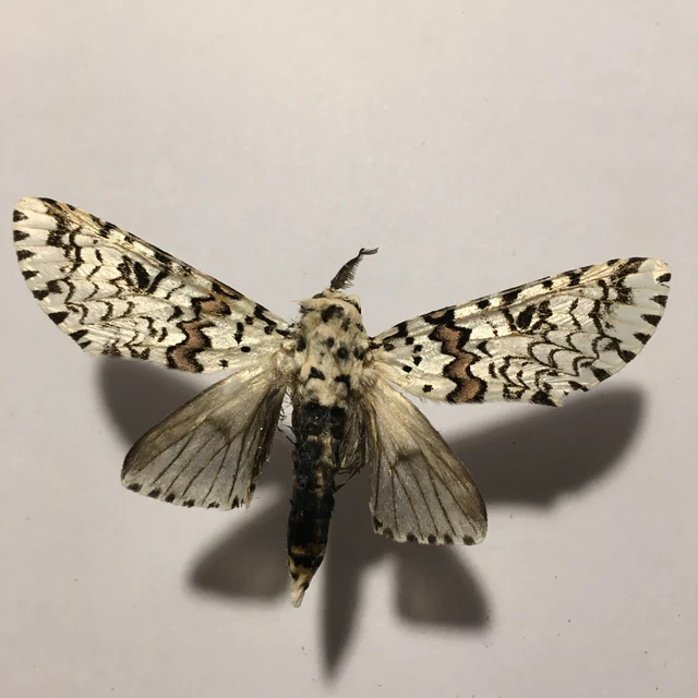 INSECT/BUTTERFLY/MOTH SET/SPREAD B997 Rare East India Moth species: EUR ...