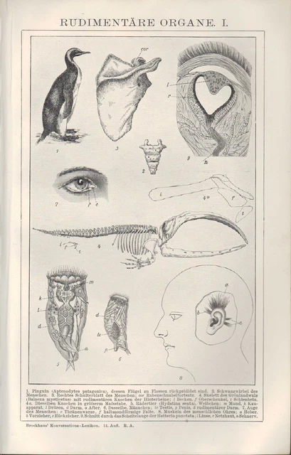 LITHOGRAFIE 1904: RUDIMENTÄRE ORGANE. Medizin Ohr Flügel Knochen Darm ...