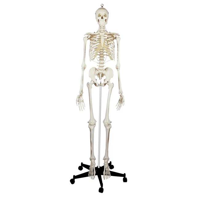 SCHELETRO STANDARD INCL. treppiede 180 cm, modello anatomia, materiale ...
