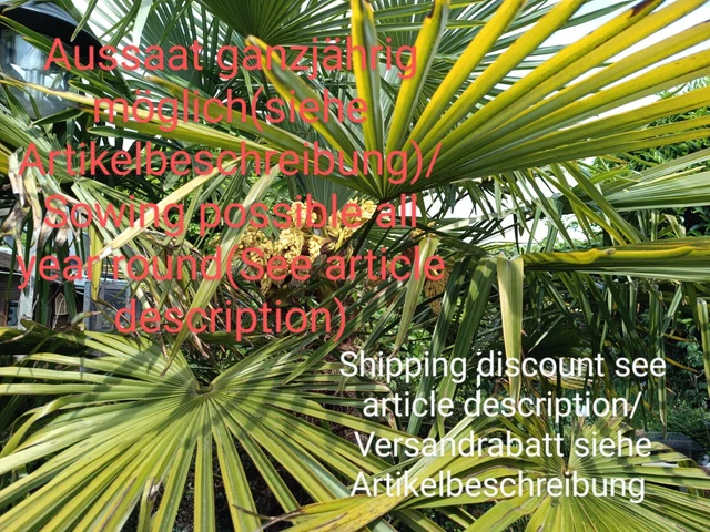 HANFPALME, TRACHYCARPUS FORTUNEI, Windmill palm,45 samen/seeds from ...