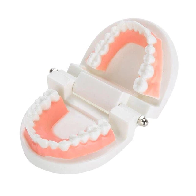 MODELLO DENTI DENTALI 28x strumento didattico medico standard per ...