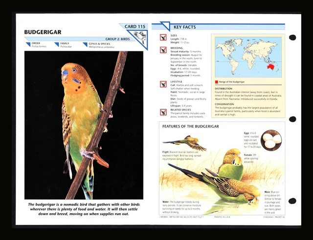 BUDGERIGAR WILD LIFE Fact File Bird Animal Card Home School Study 2.115 ...