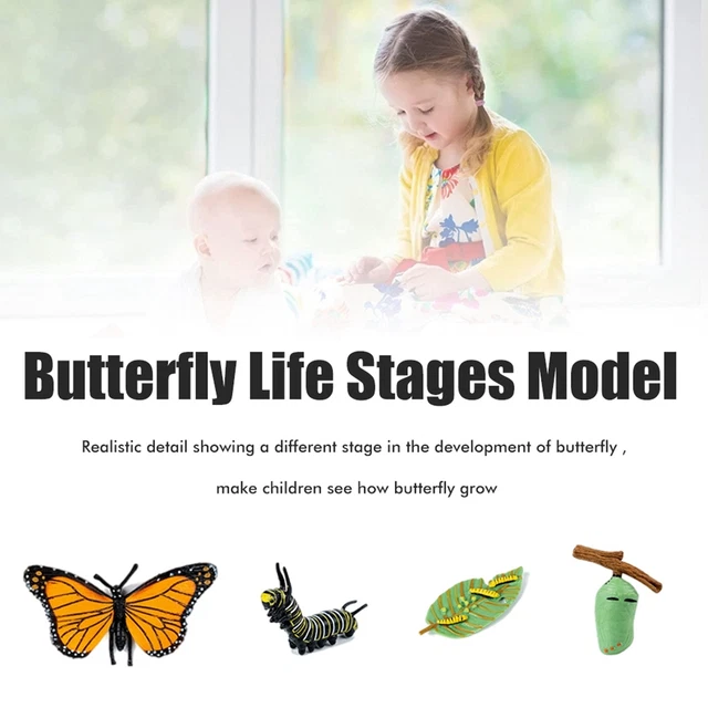 STAGES OF INSECT Insects Life Cycle Kit Teaching Learning For Preschool ...