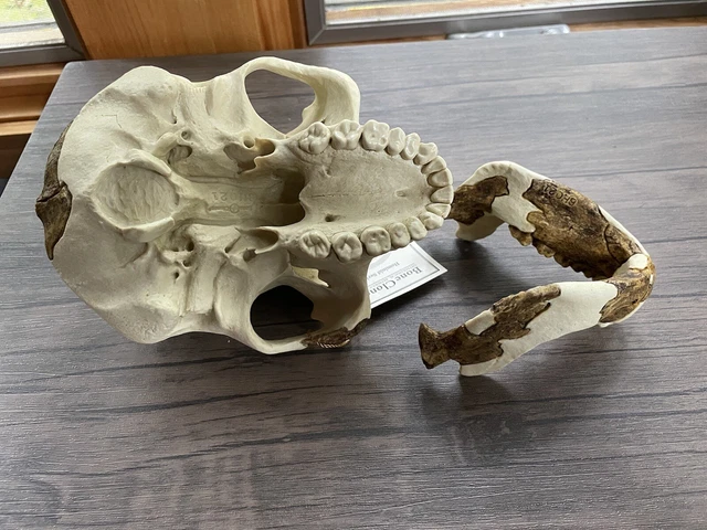 HUMAN SKULL MODEL Australopithecus afarensis “Lucy” Bone Clones ...