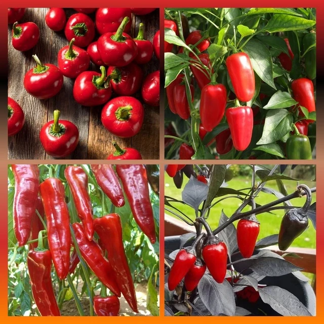 CHILI SET 4 Wunderschöne Sorten Chili Genuss Chili Samen Ertragreich ...