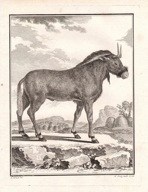 GNOU WILDEBEEST GNU Gnus Afrika Kupferstich gravure engraving Buffon ...
