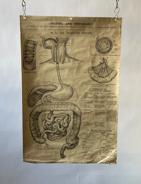 VINTAGE MEDICAL WALL chart - early 20th Century £60.00 - PicClick UK