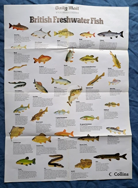 BRITISH WILDLIFE WALLCHART - Freshwater Fish - Poster A1 Size Daily ...