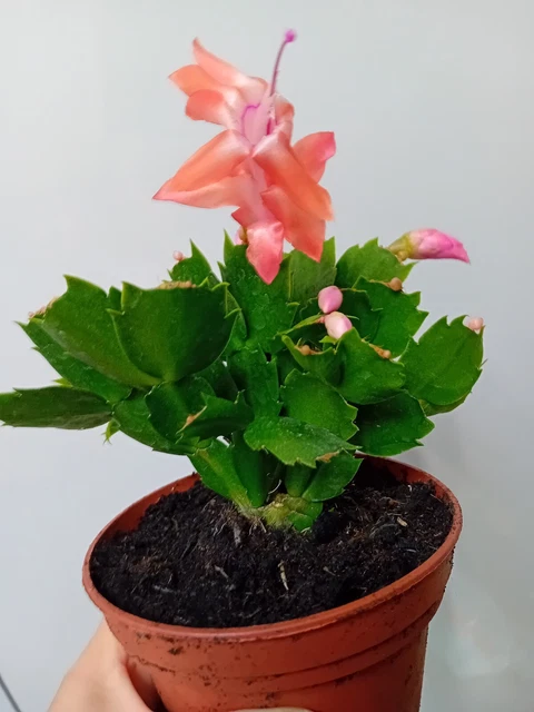 PEACH CHRISTMAS CACTUS. SCHLUMBERGERA Truncata. House Plants. unrooted ...