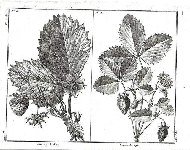 GRAVURE ANCIENNE XVIII Eme-Fruit-Fraisier-Agriculture EUR 30,00 - PicClick FR
