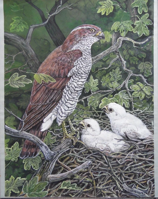 RITRATTO DI UCCELLINO Peregrine Falcon + pulcini guazzo vintage ...