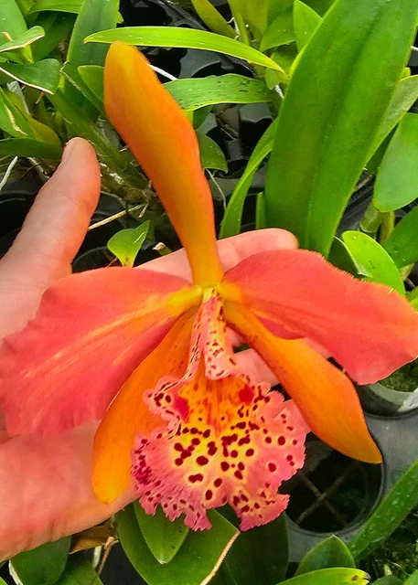 DUFT ORCHIDEE CATTLEYA Rby. Copper Queen Ruby Lip HCC/AOS EUR 29,00 ...