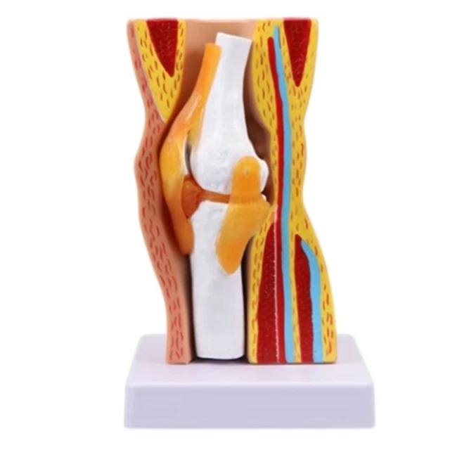 HUMAN KNEE ANATOMY Model Teaching Model Human Knee Joint Model Easy to ...