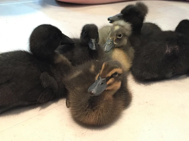 6 INDIAN RUNNER Bali/Crested Duck Fertile Hatching Eggs -Black ...