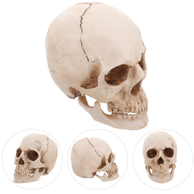 HUMAN SKULL MODEL Anatomical and Tracing Use Skeleton Decor Halloween £ ...