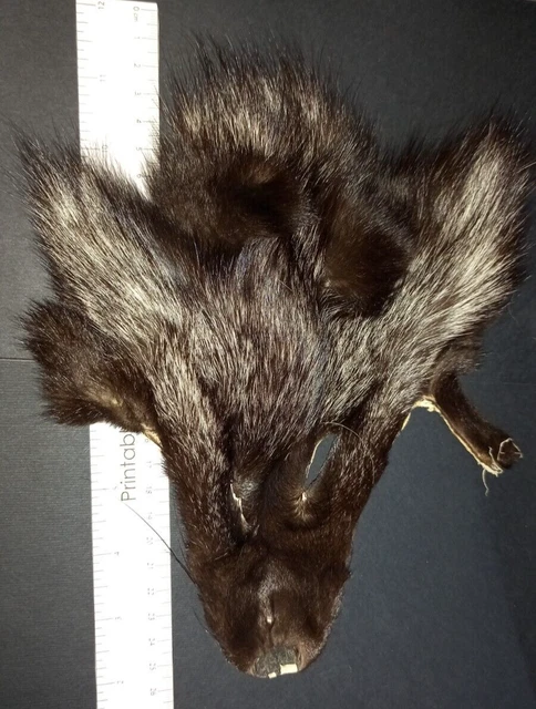 GENUINE SILVER MORPH fox (Vulpes vulpes) face pelt skin rug fur ...
