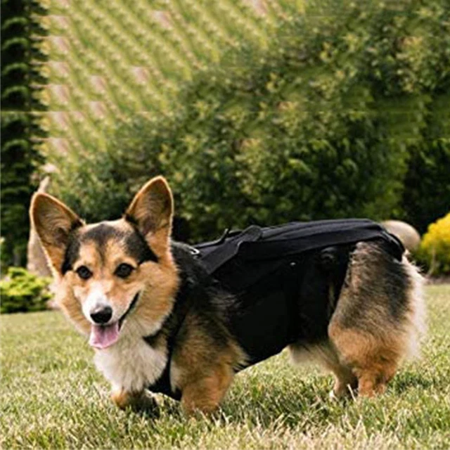 DOG BACK BRACER Spinal Surgery Recovery Herniated Disc Slipped Disc Pet ...